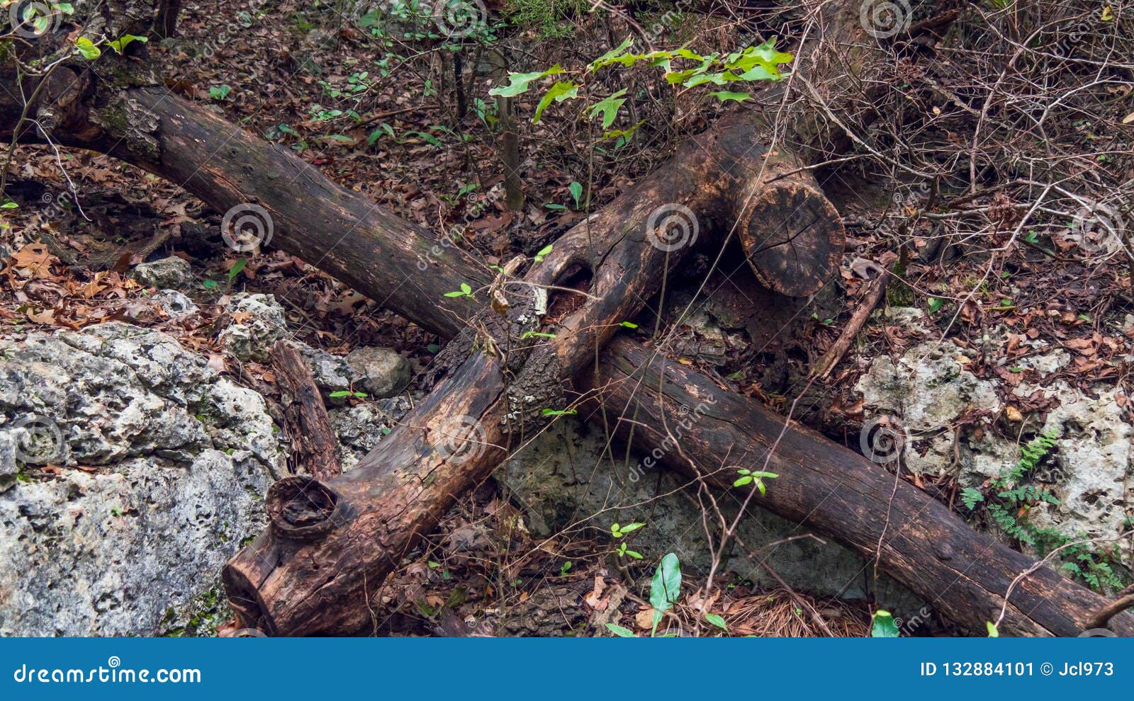 Fallen Small Trees in a Forest Making an X Formation on the Ground ...