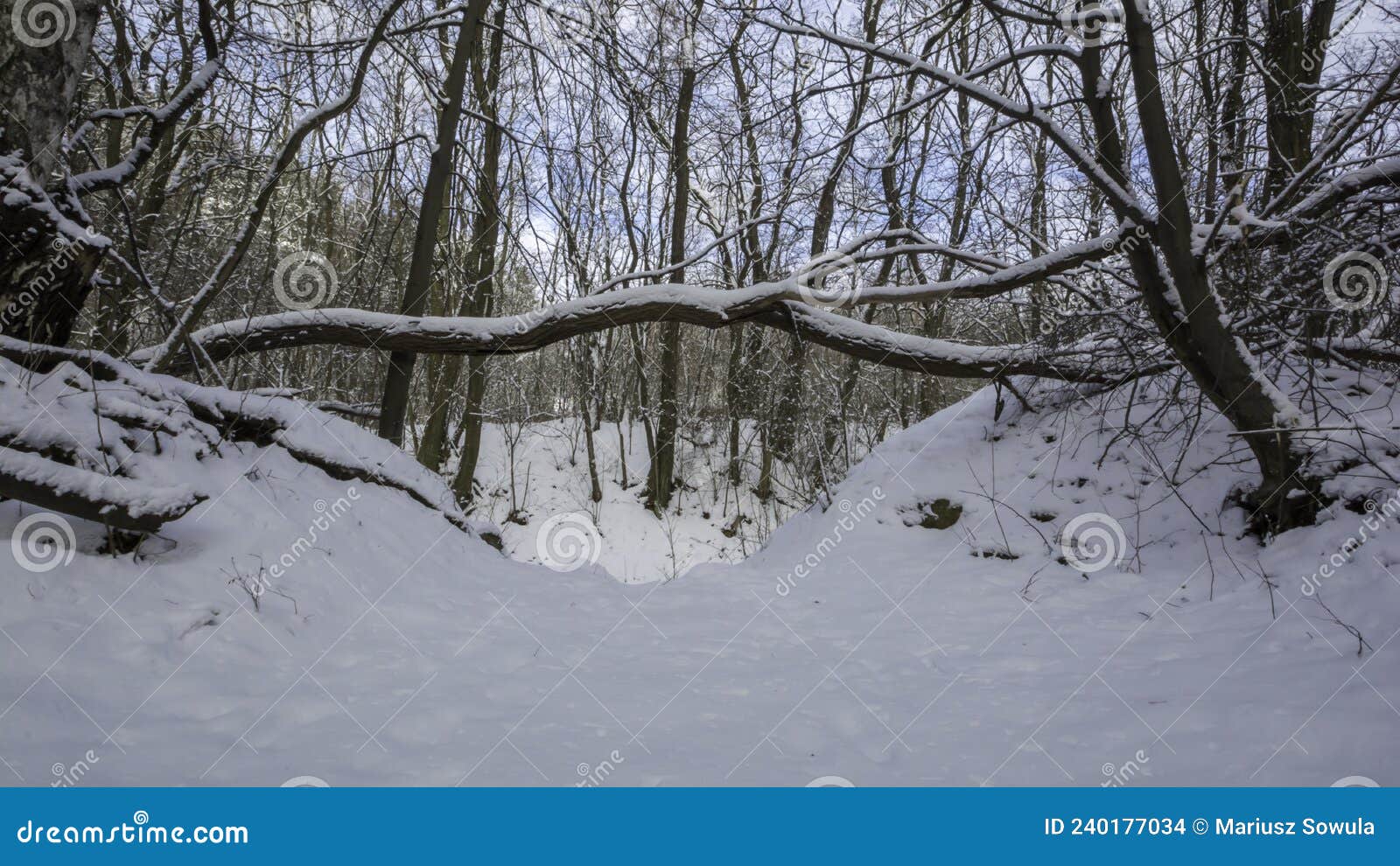 Fallen Snow-capped Tree in the Ravine Stock Photo - Image of natural ...