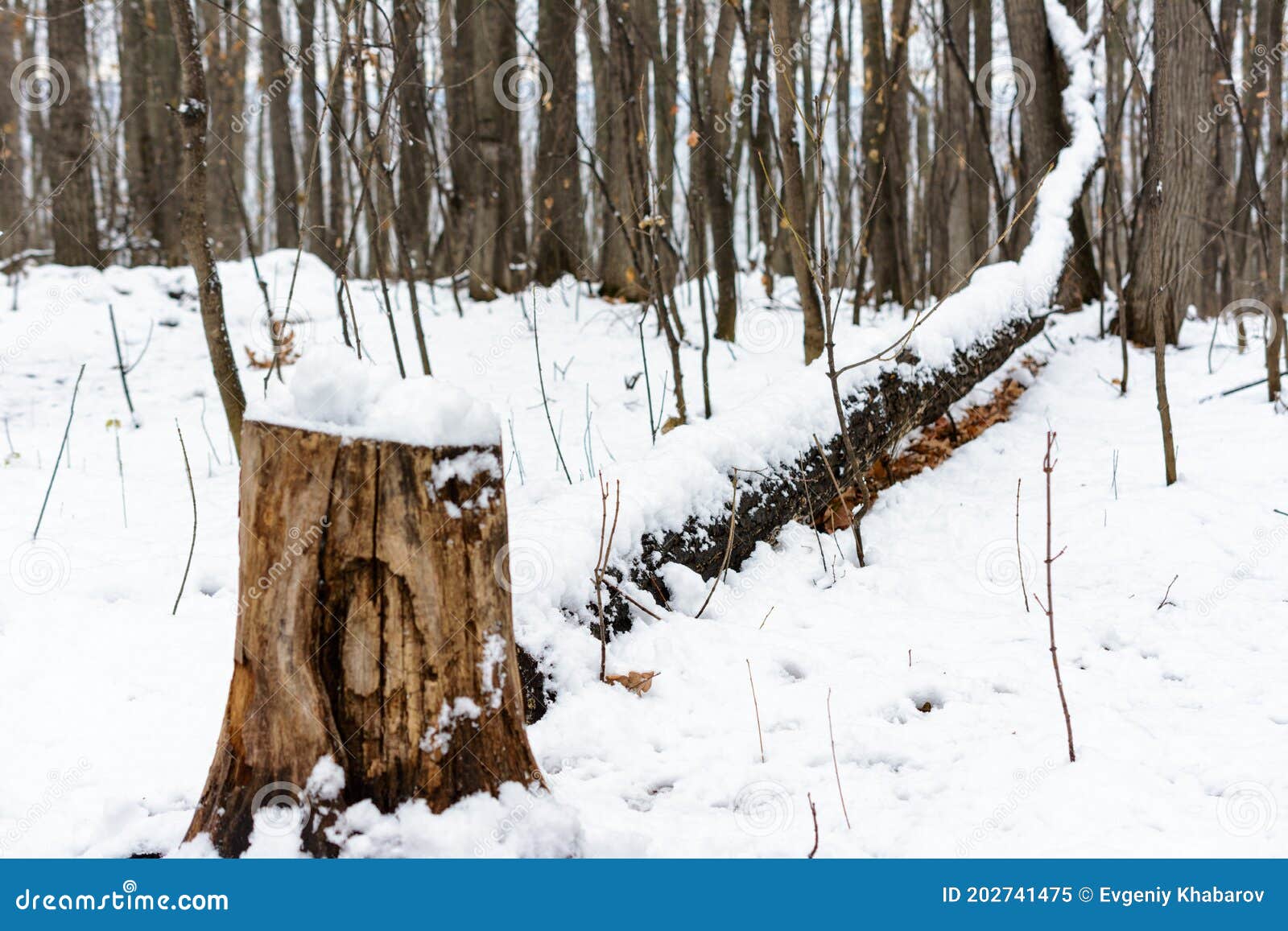 Fallen Snow-covered Tree. First Snow. Winter Forest. Landscape Stock ...