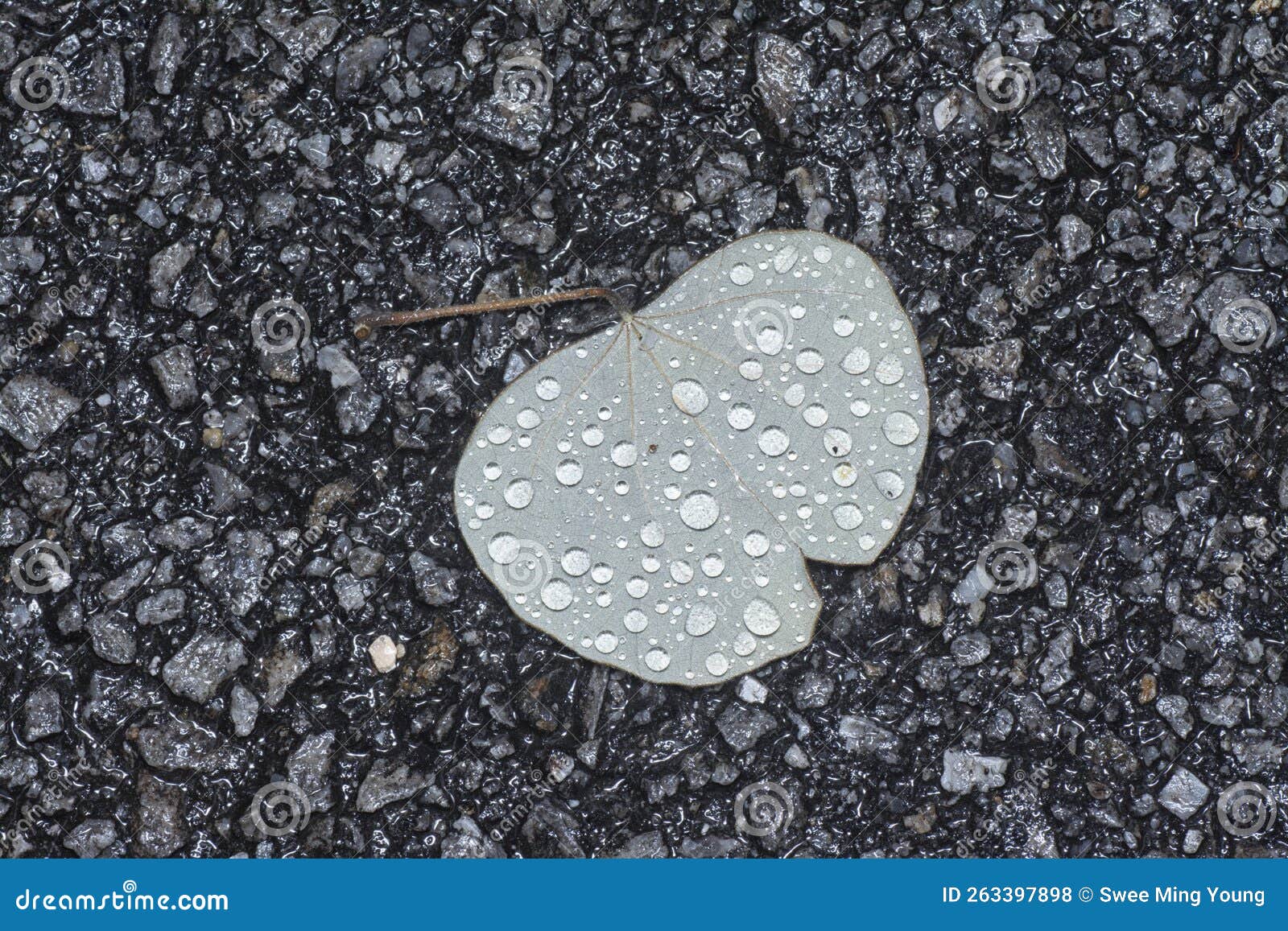 Fallen Spade-shaped Leaf on the Street after Rain Stock Photo - Image ...