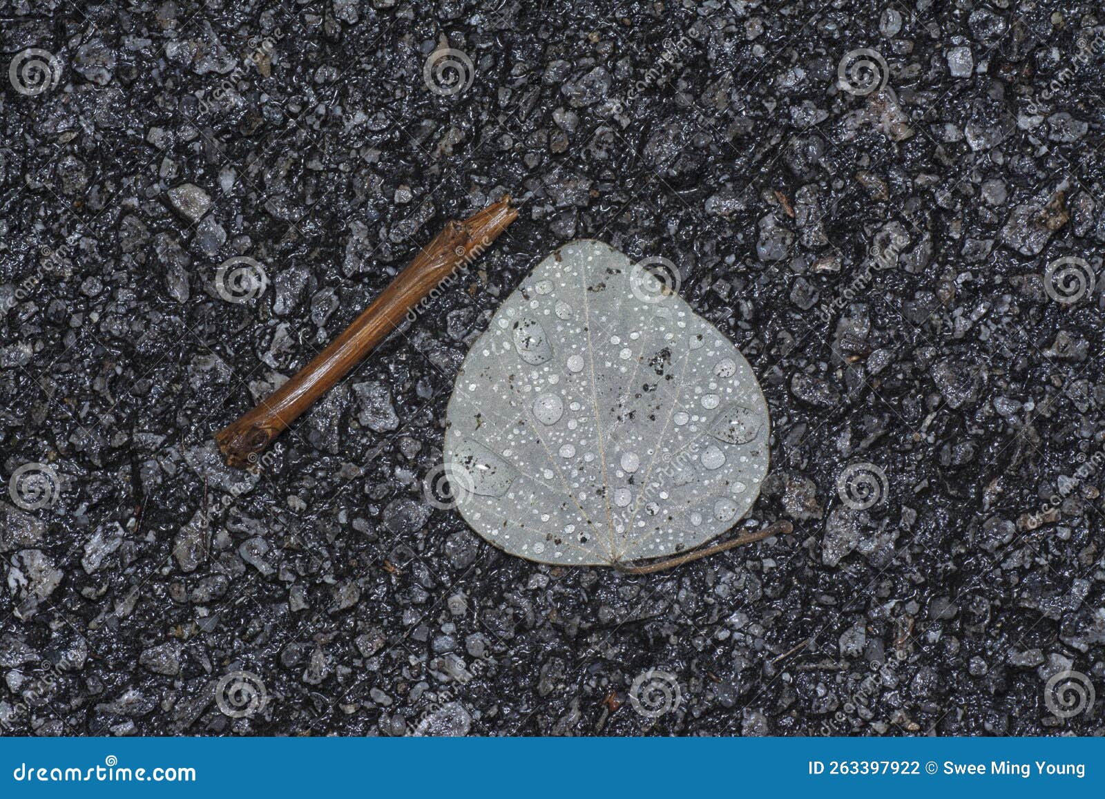 Fallen Spade-shaped Leaf on the Street after Rain Stock Photo - Image ...