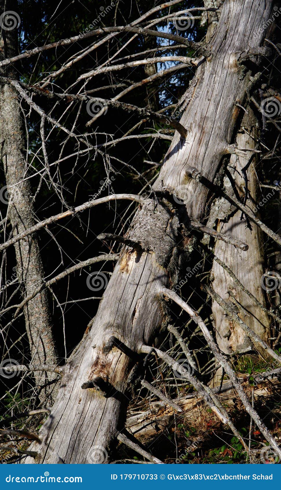 Fallen Spruce Tree in the Forest Stock Image - Image of upturned ...