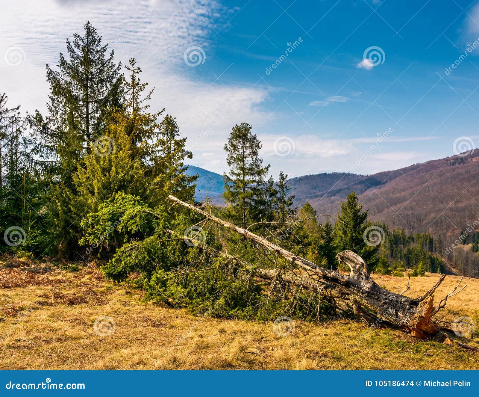 Fallen Spruce Tree on Forested Hills in Springtime Stock Photo - Image ...