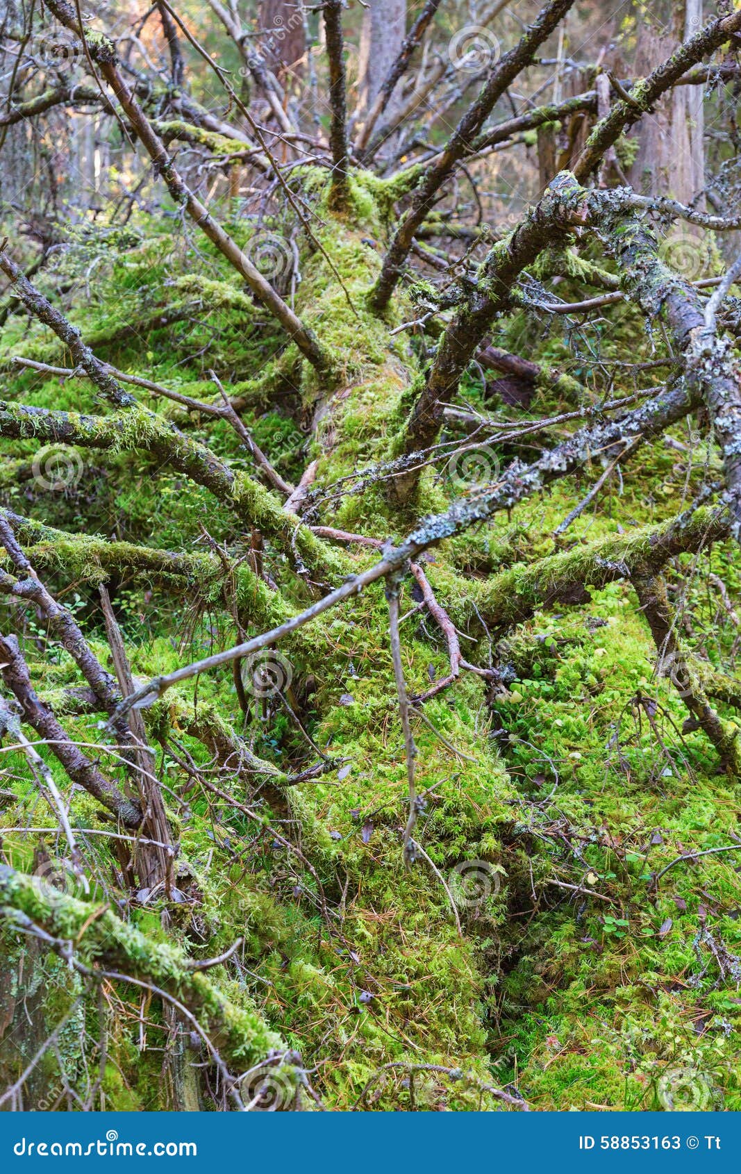 Fallen spruce tree stock image. Image of mossy, broken - 58853163