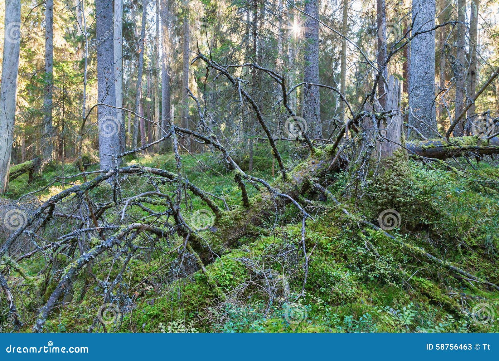 Fallen spruce tree stock image. Image of nature, boreal - 58756463