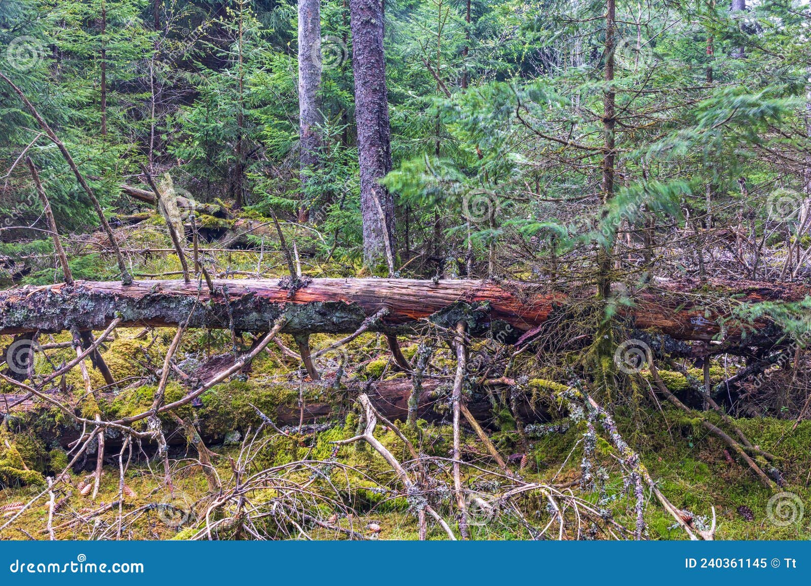 Fallen Spruce Tree in an Old Forest Stock Image - Image of scenics ...