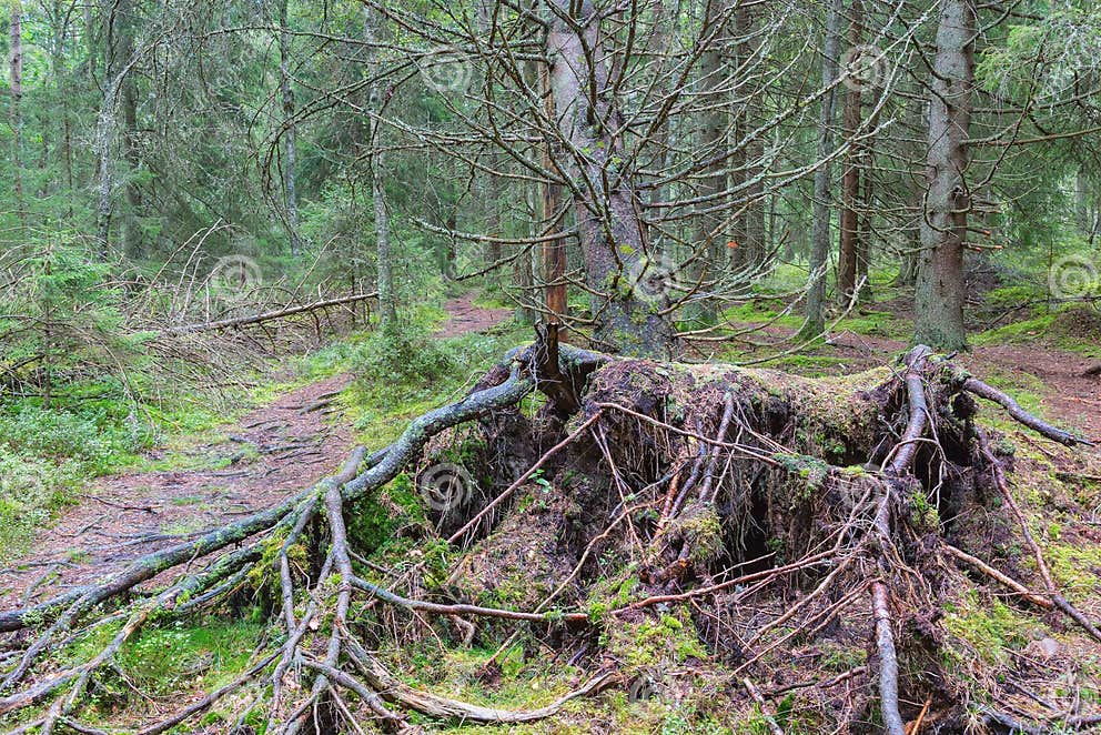 Fallen Spruce tree stock image. Image of landscape, scene - 60615743
