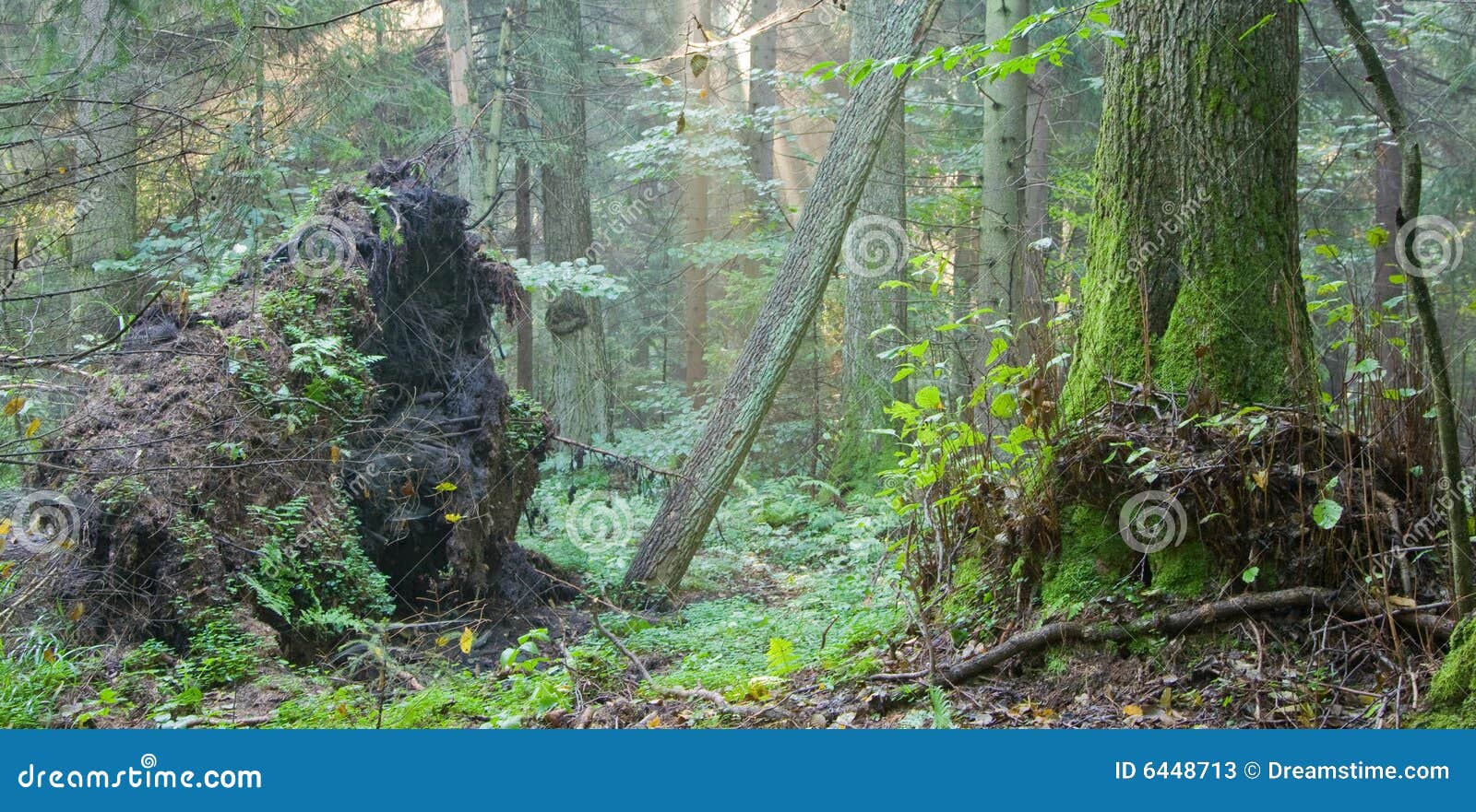 Fallen Spruce Tree Snag And Old Alder Tree Stock Image - Image of ...