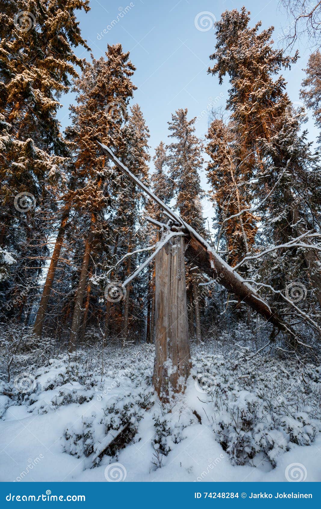 Fallen spruce stock photo. Image of boreal, towering - 74248284