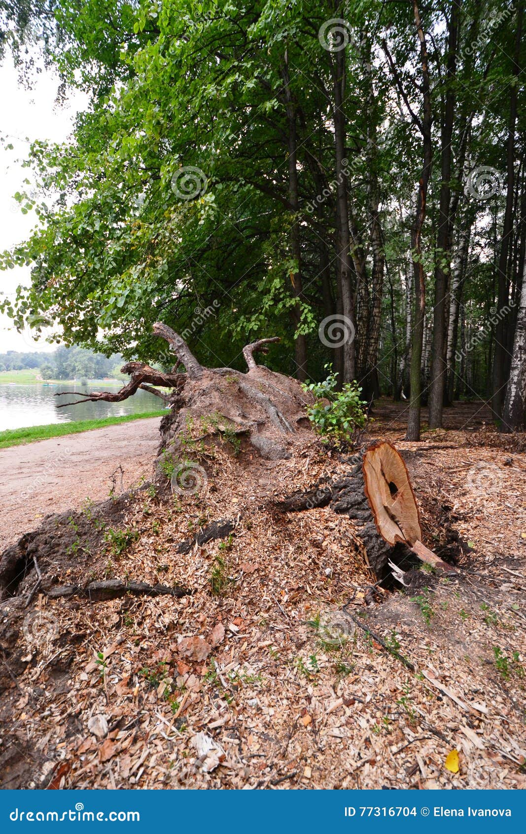 A fallen stump stock photo. Image of drop, hurricane - 77316704