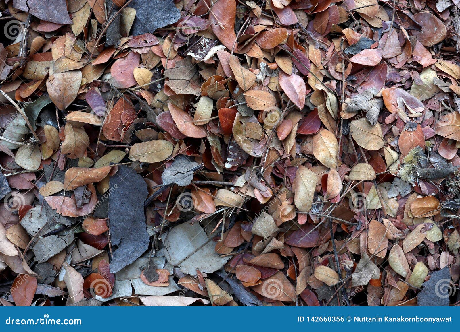 Fallen Teak Leaf on Ground, Composting Fall Leaves, Biomass and Mulch ...