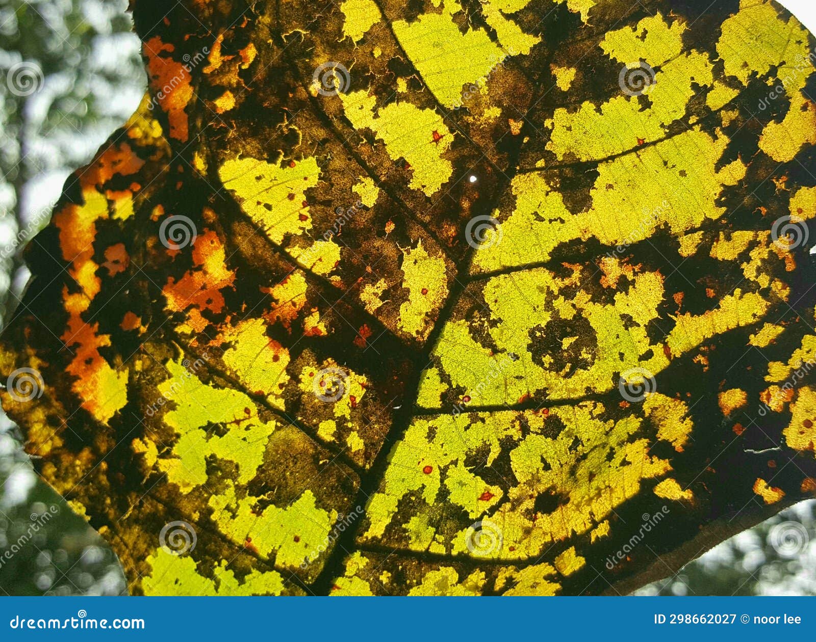 Fallen Teak Leaf On Ground, Composting Fall Leaves, Biomass And Mulch ...