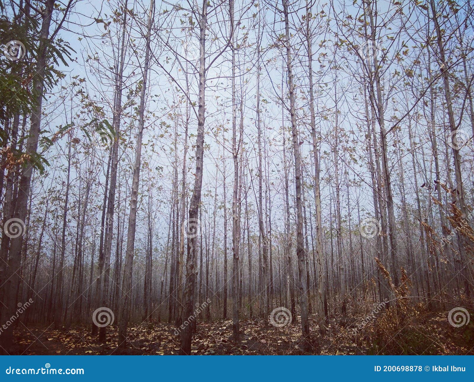 Fallen teak trees stock photo. Image of woodland, forest - 200698878