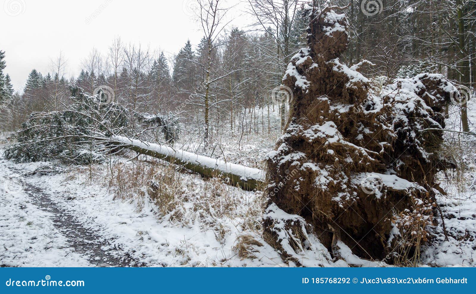 Fallen Tree after Storm in the Forest Stock Photo - Image of snow ...