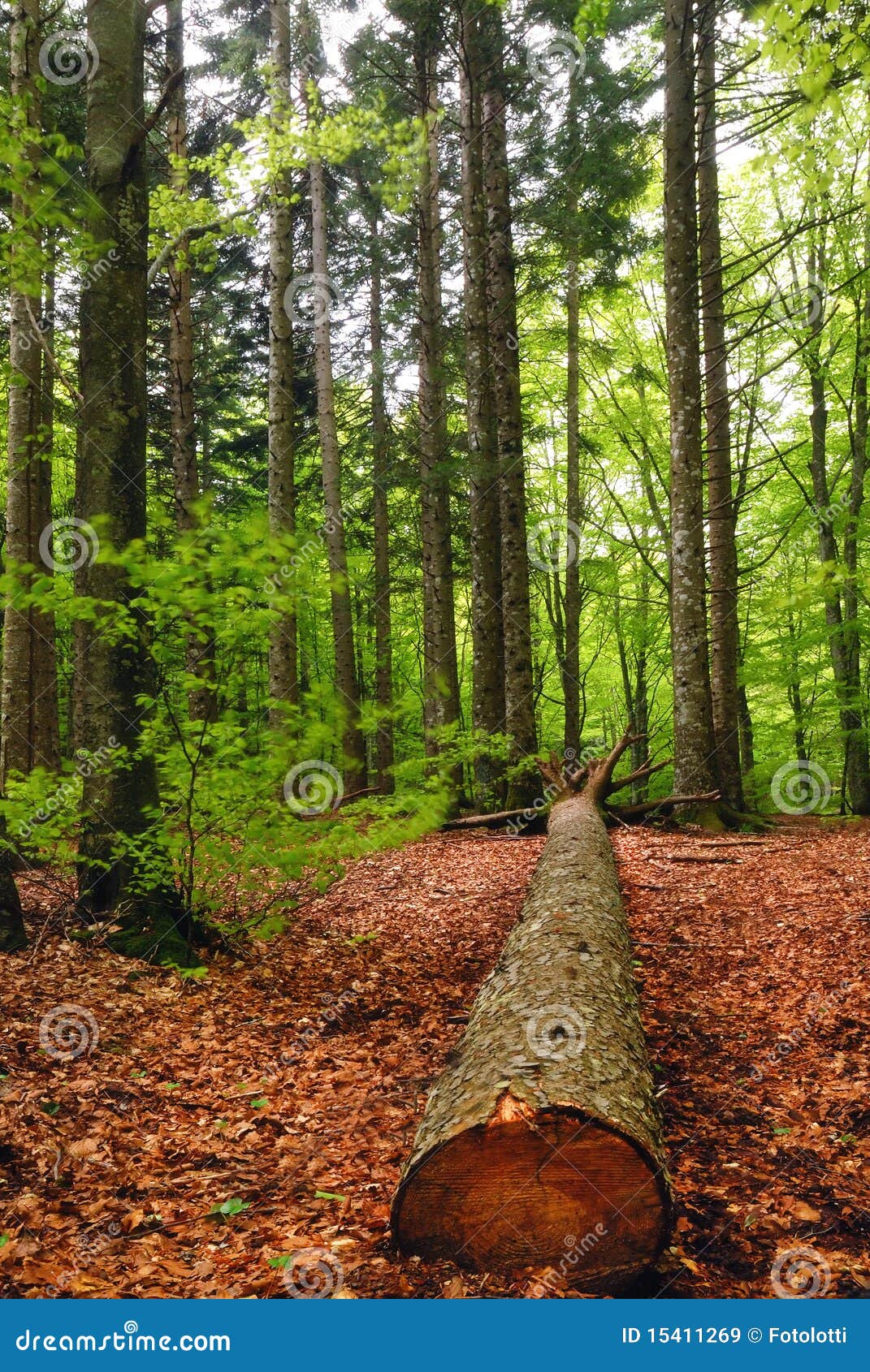 Fallen tree stock image. Image of foliage, tree, landscape - 15411269