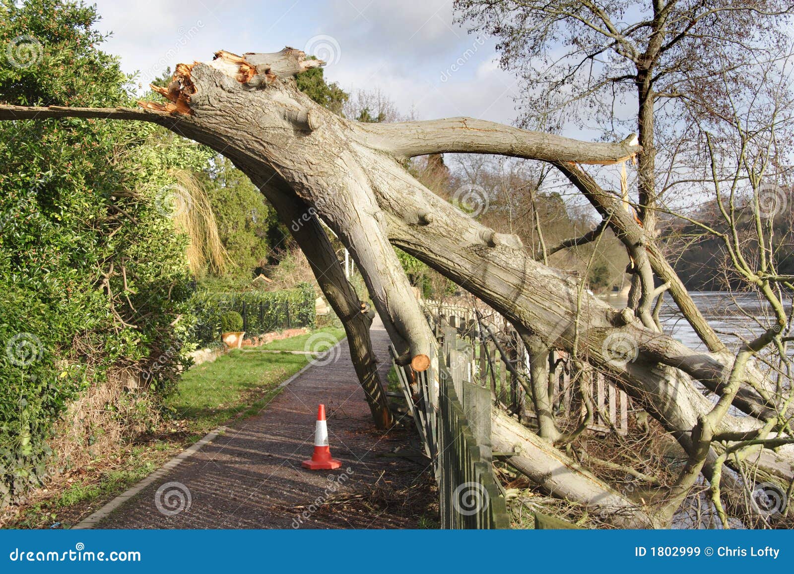 Fallen Tree stock image. Image of seasons, fallen, peril - 1802999