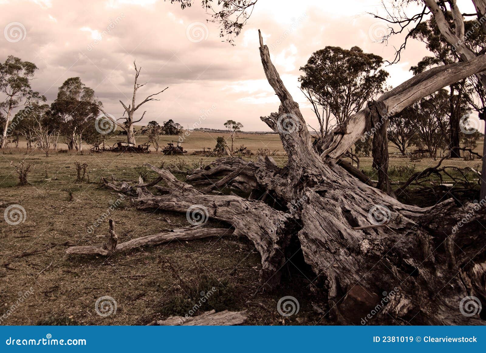 Fallen tree stock image. Image of vintage, history, heritage - 2381019