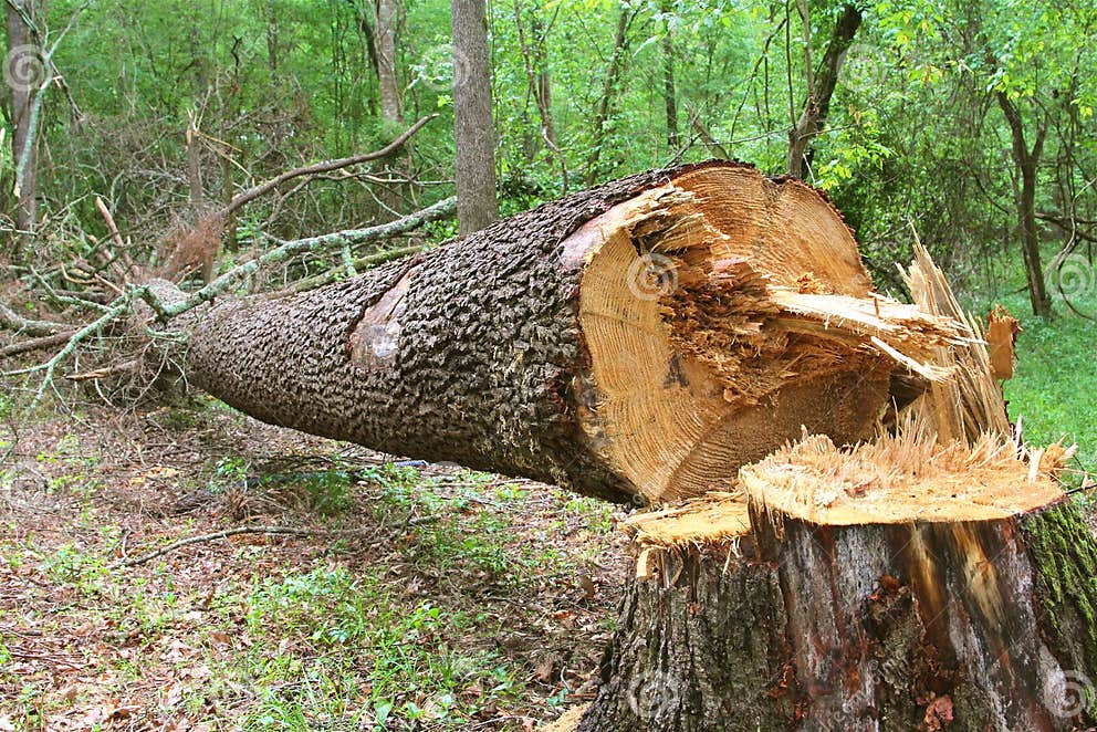 Fallen Tree stock image. Image of root, natural, damage - 24234323