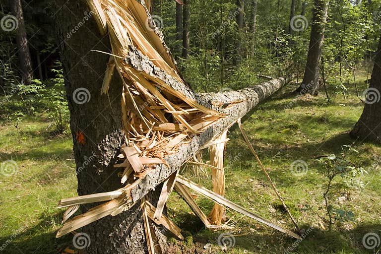 Fallen tree stock image. Image of storm, agricultural - 25885827