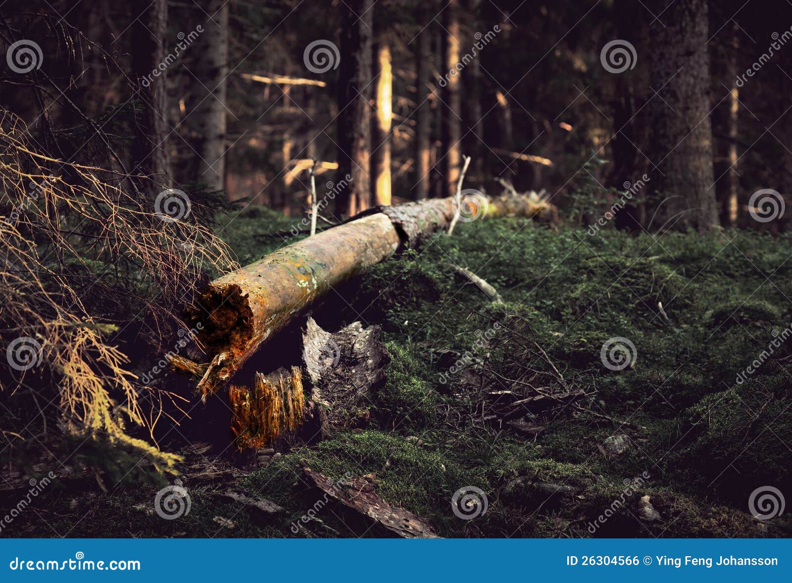 Fallen tree stock photo. Image of scandinavia, pine, scary - 26304566