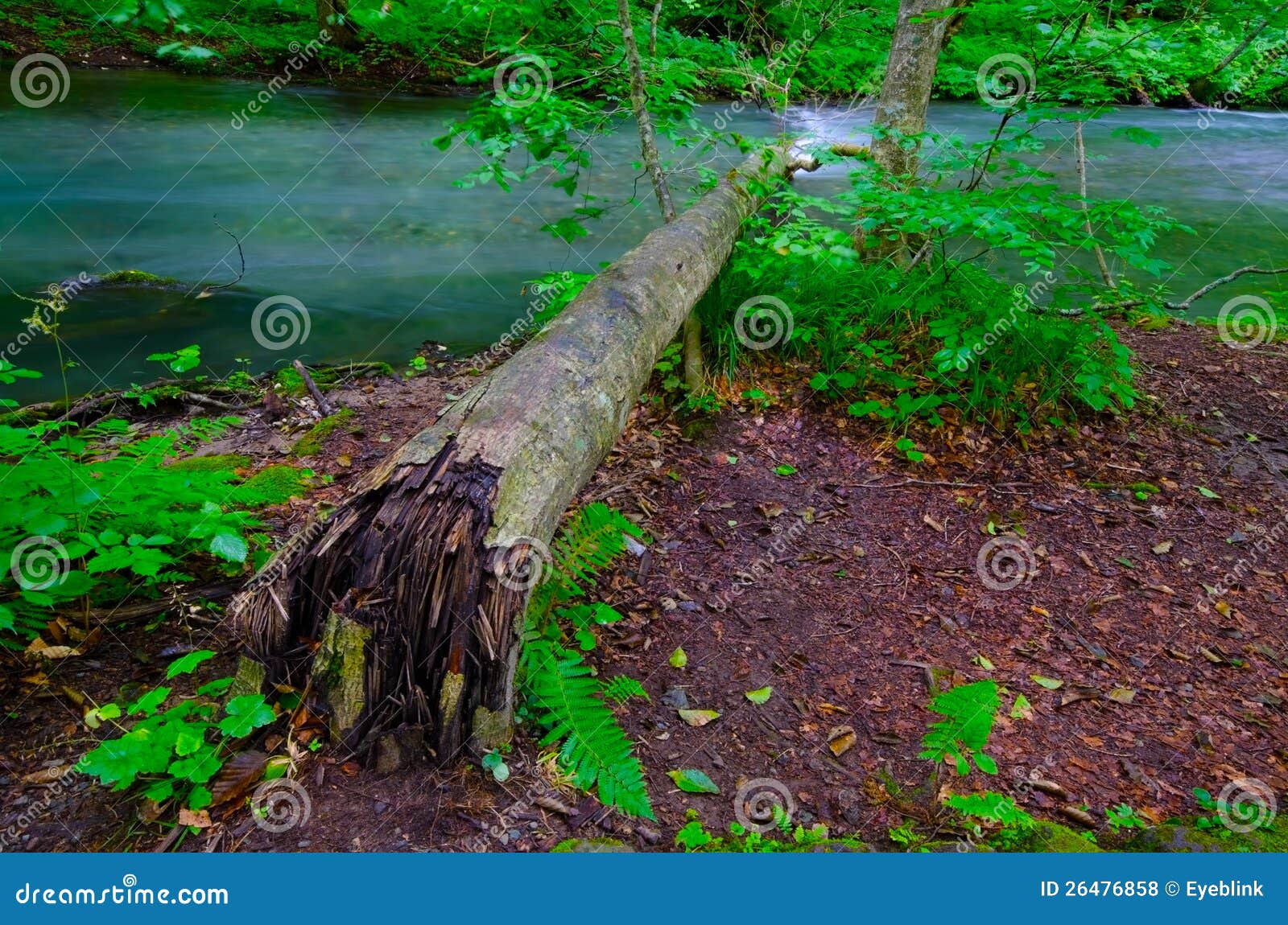 Fallen tree stock photo. Image of reflected, tree, hike - 26476858