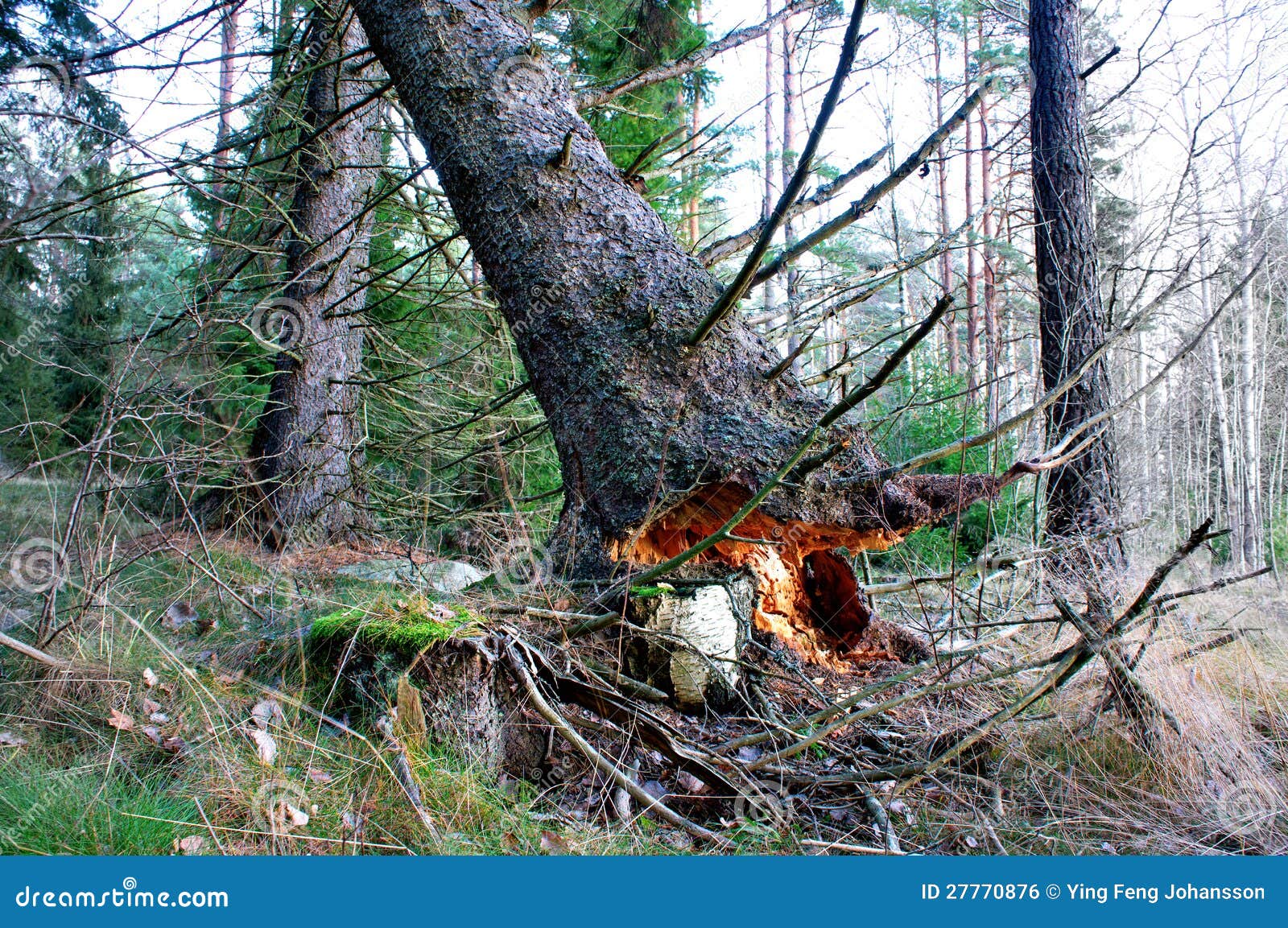 Fallen tree stock photo. Image of root, forest, dead - 27770876