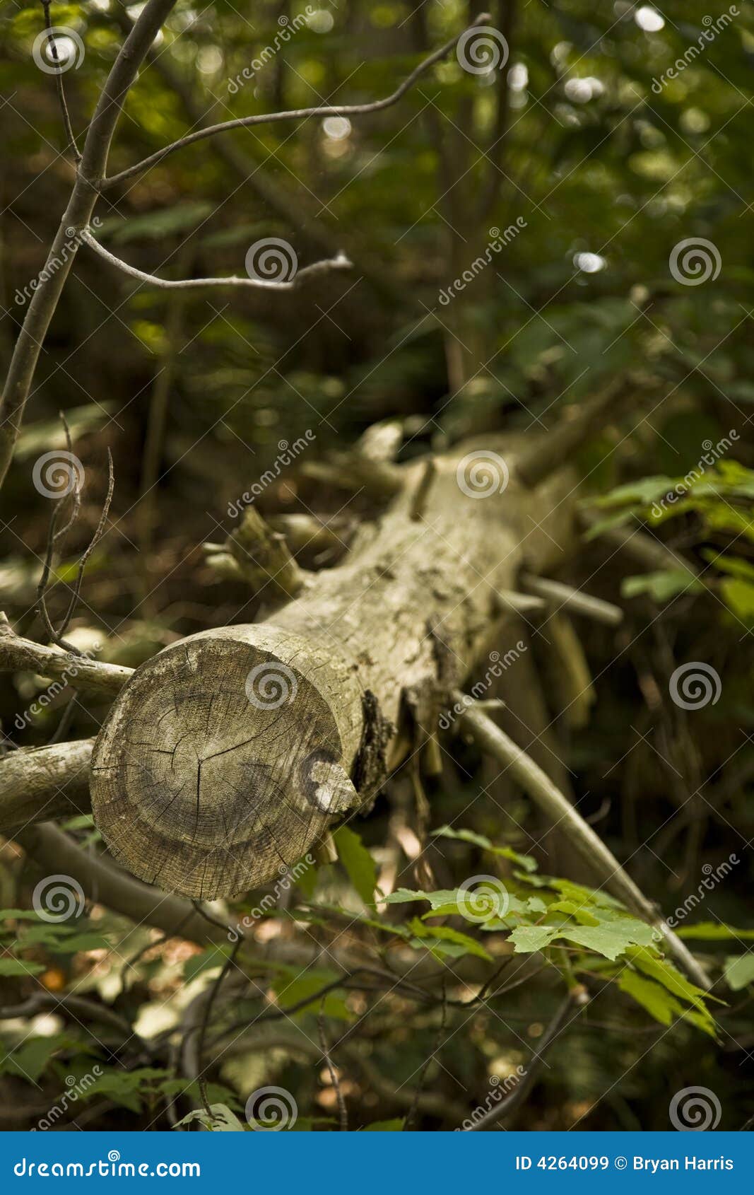 Fallen Tree stock image. Image of woods, tree, protrude - 4264099