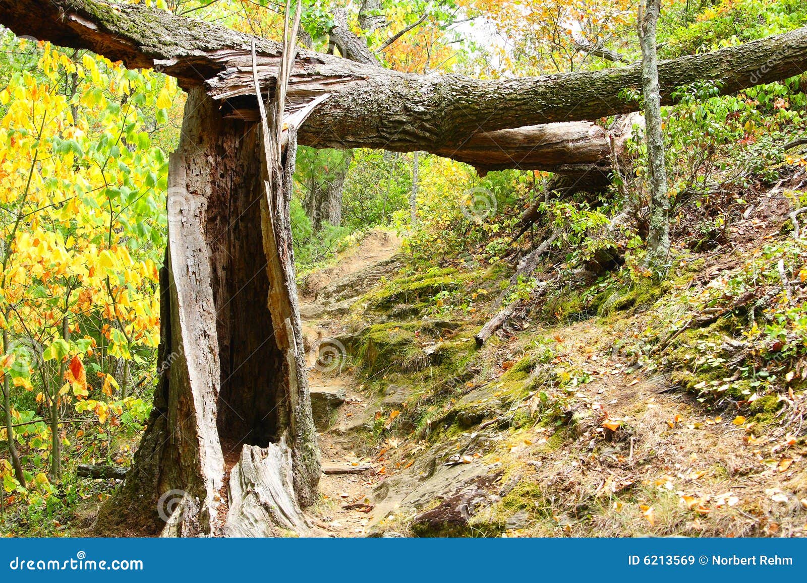 Fallen Tree stock image. Image of autumn, trail, stone - 6213569