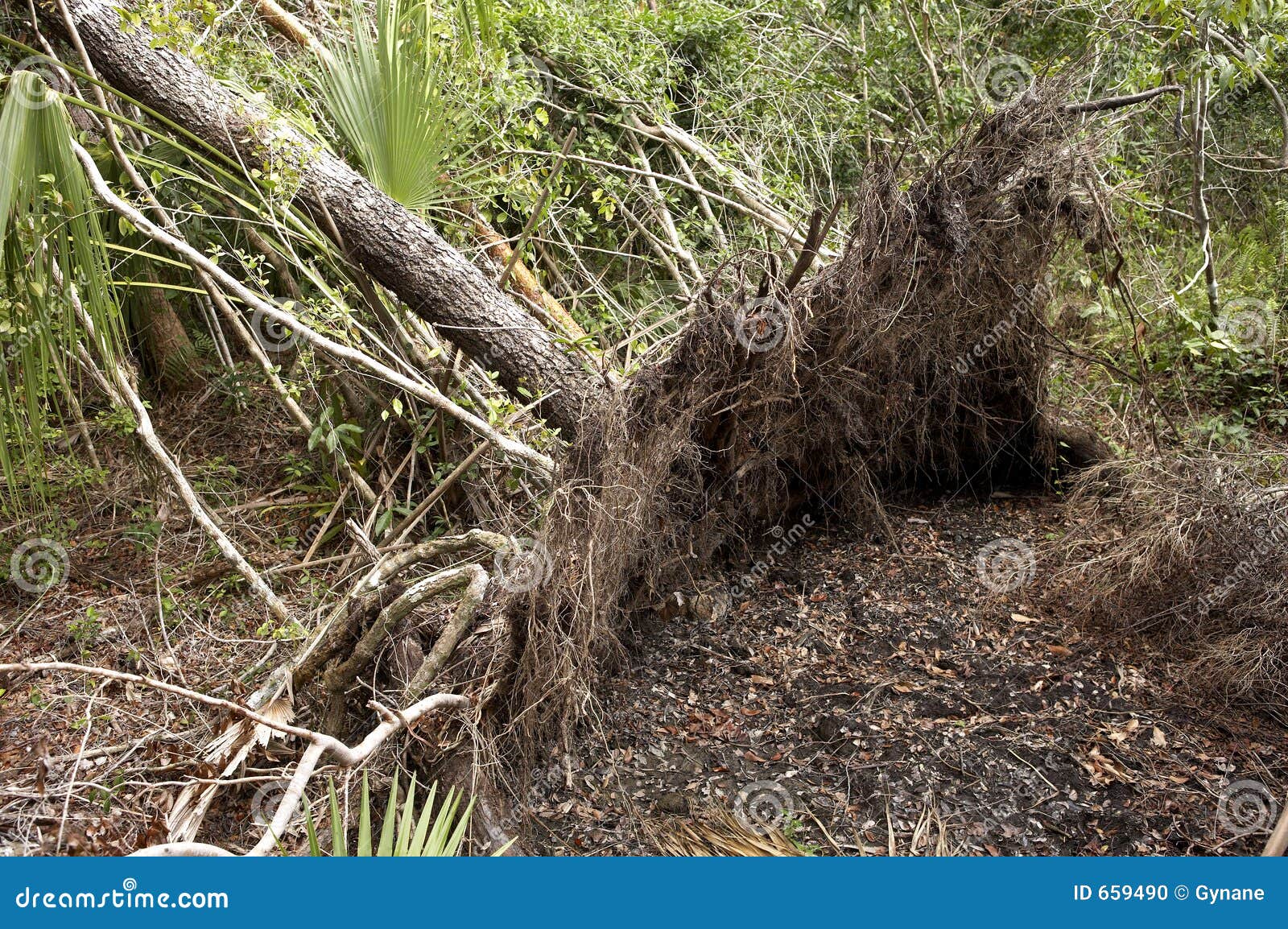 Fallen tree stock photo. Image of nature, blown, destruction - 659490