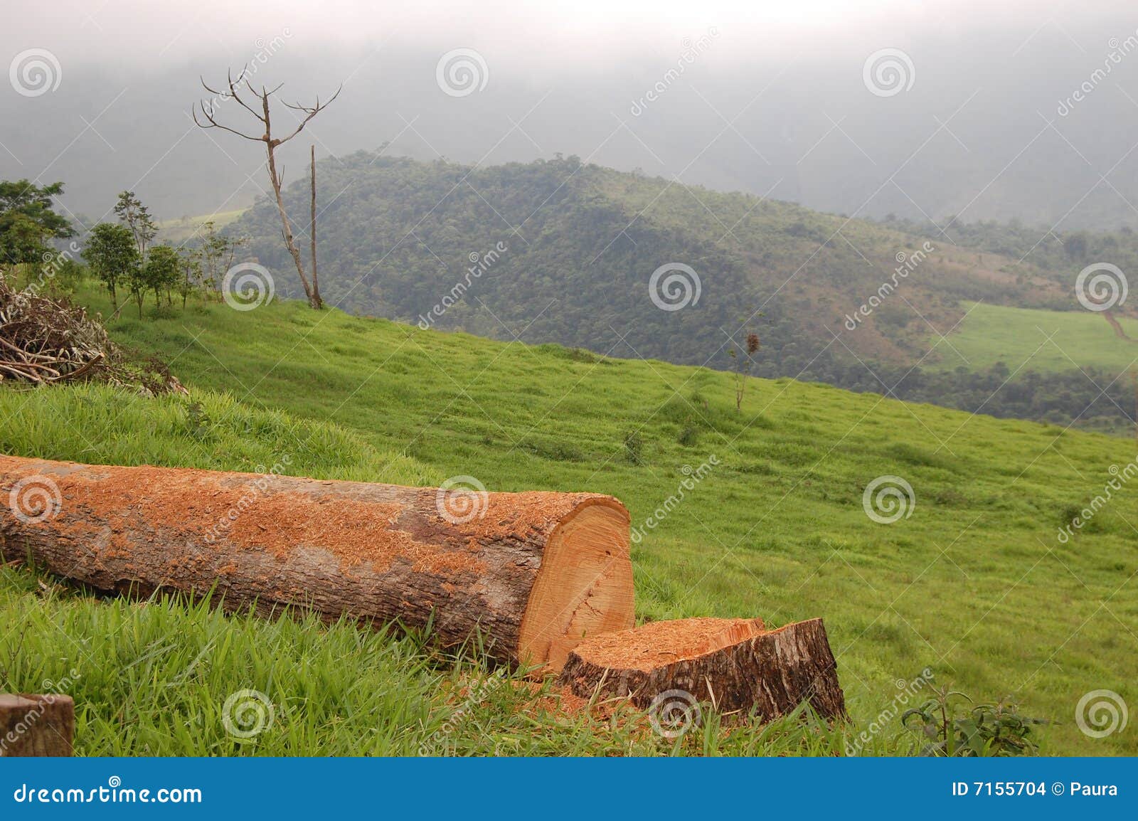 The Fallen tree stock photo. Image of outdoor, destruction - 7155704