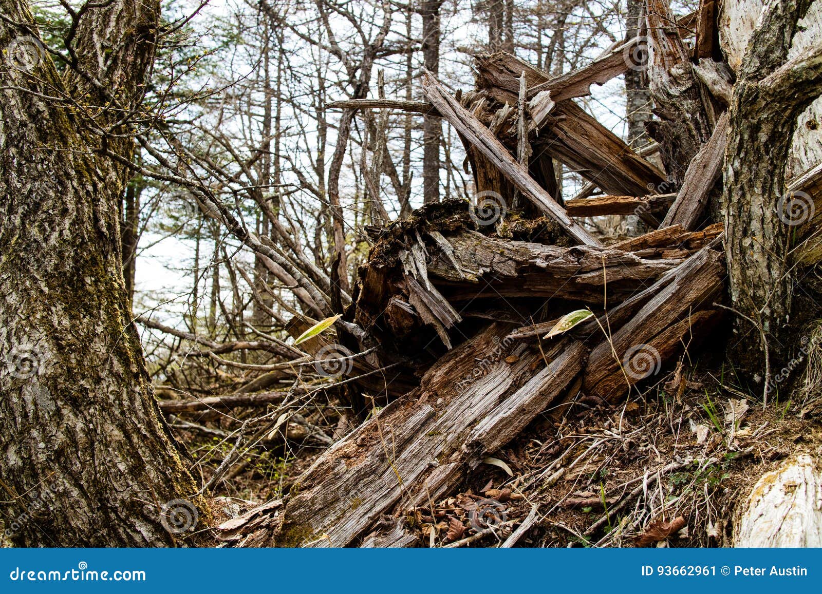 Fallen tree fotografering för bildbyråer. Bild av smuts - 93662961
