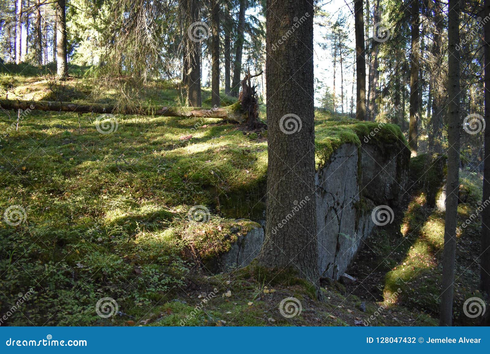 The Fallen Tree Above the Boulder Stock Photo - Image of sunny, hiking ...