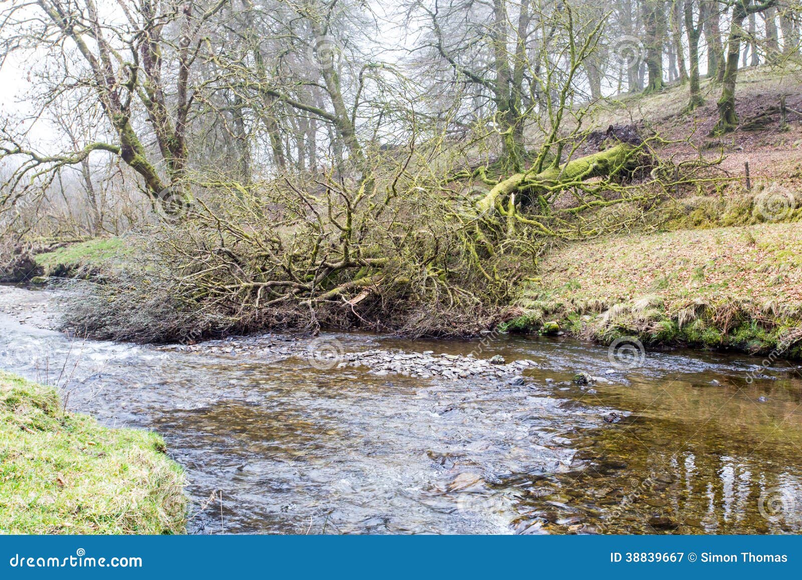 Fallen Tree stock image. Image of trees, water, white - 38839667