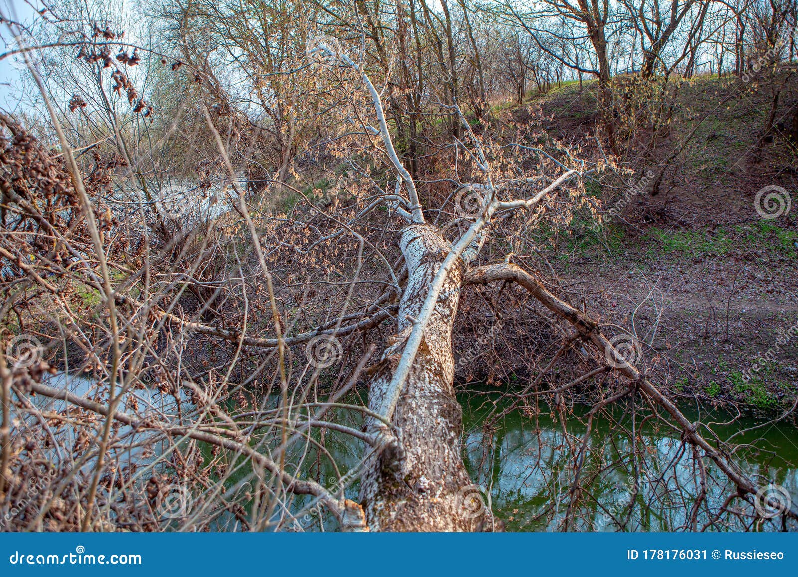Fallen Tree Across the River Stock Image - Image of creek, footbridge ...