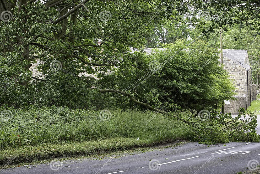 Tree fallen across road stock photo. Image of wealther - 239421990
