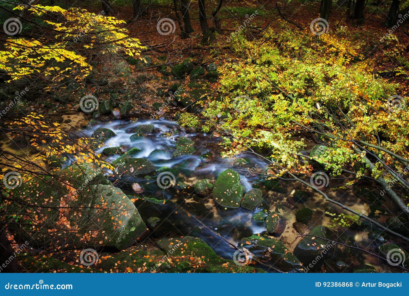 Fallen Tree Across Stream in Forest Stock Photo - Image of creek ...