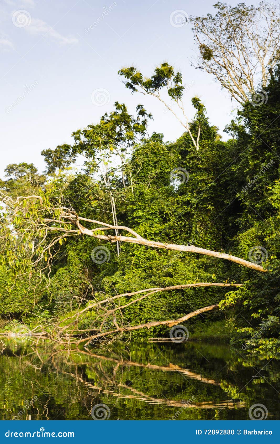 A Fallen Tree Along a River Stock Photo - Image of tree, forest: 72892880