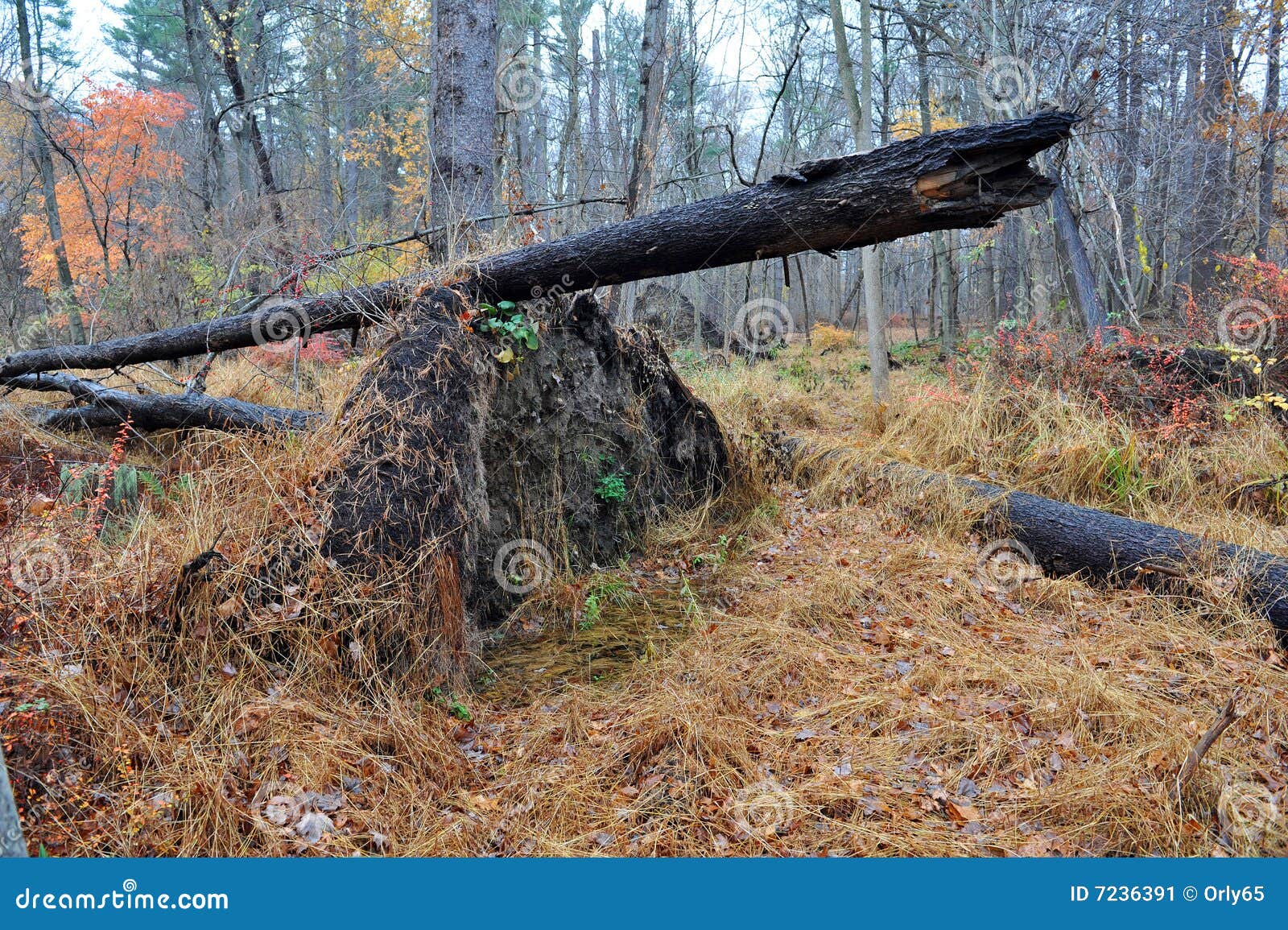 Fallen Tree with Another on Top Stock Image - Image of fallen, outdoor ...