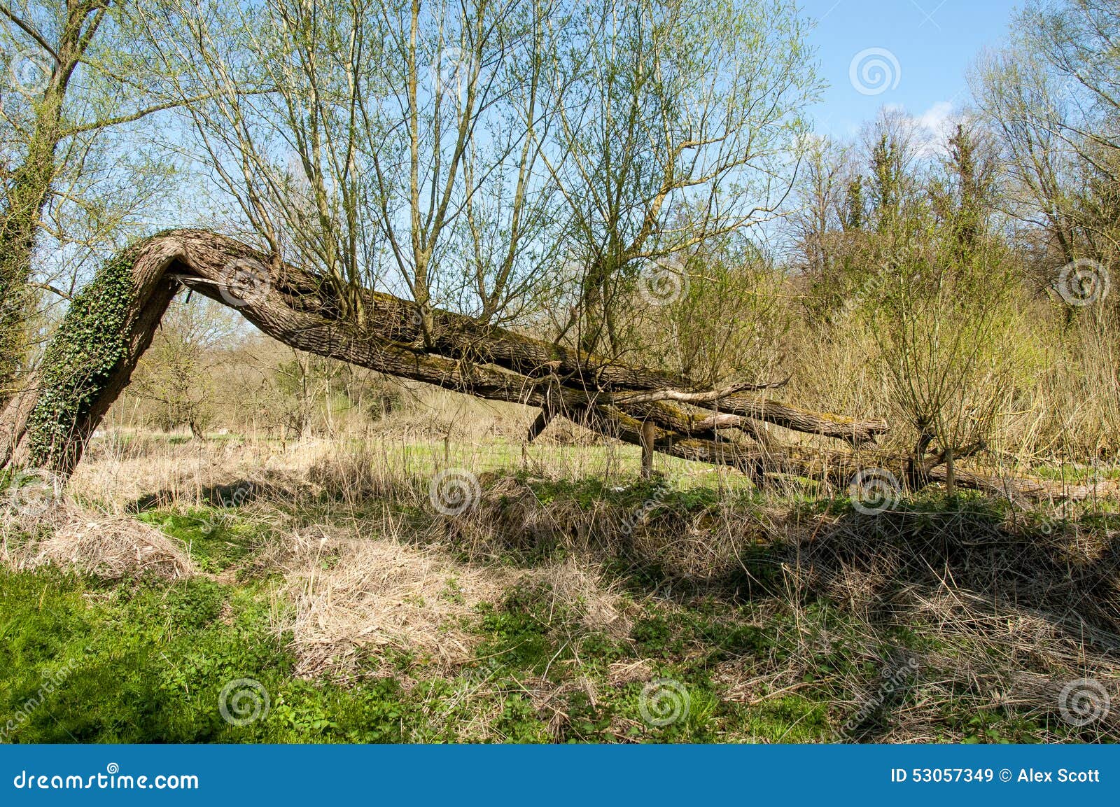 Fallen tree arch stock image. Image of sculpture, flora - 53057349