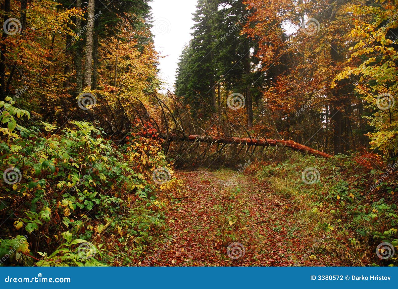 Fallen tree autumn stock photo. Image of fall, hiking - 3380572