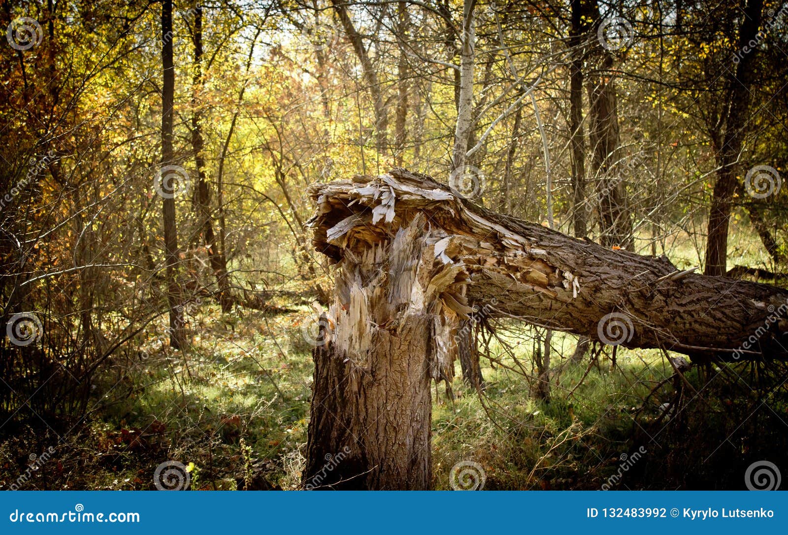 Fallen tree in the forest stock photo. Image of ruined - 132483992