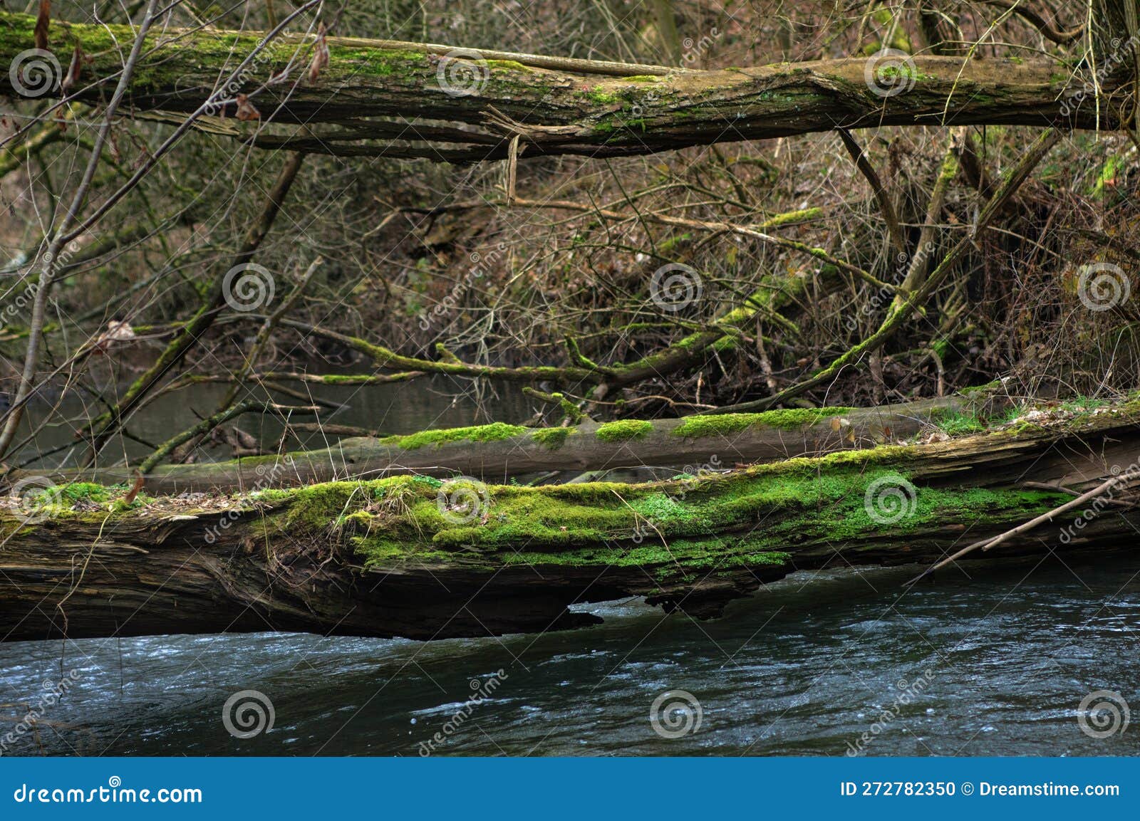 A Fallen Tree on the Bank of a River Stock Photo - Image of forest ...