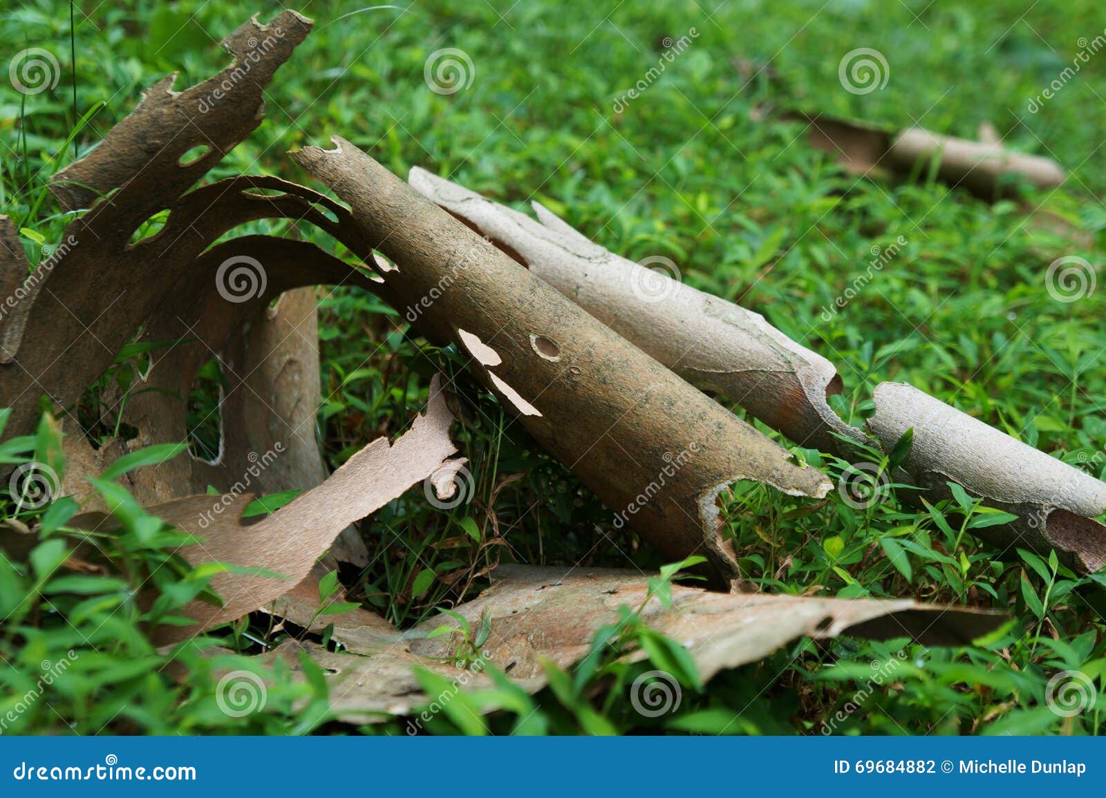 Fallen Tree Bark stock photo. Image of land, earth, layer - 69684882