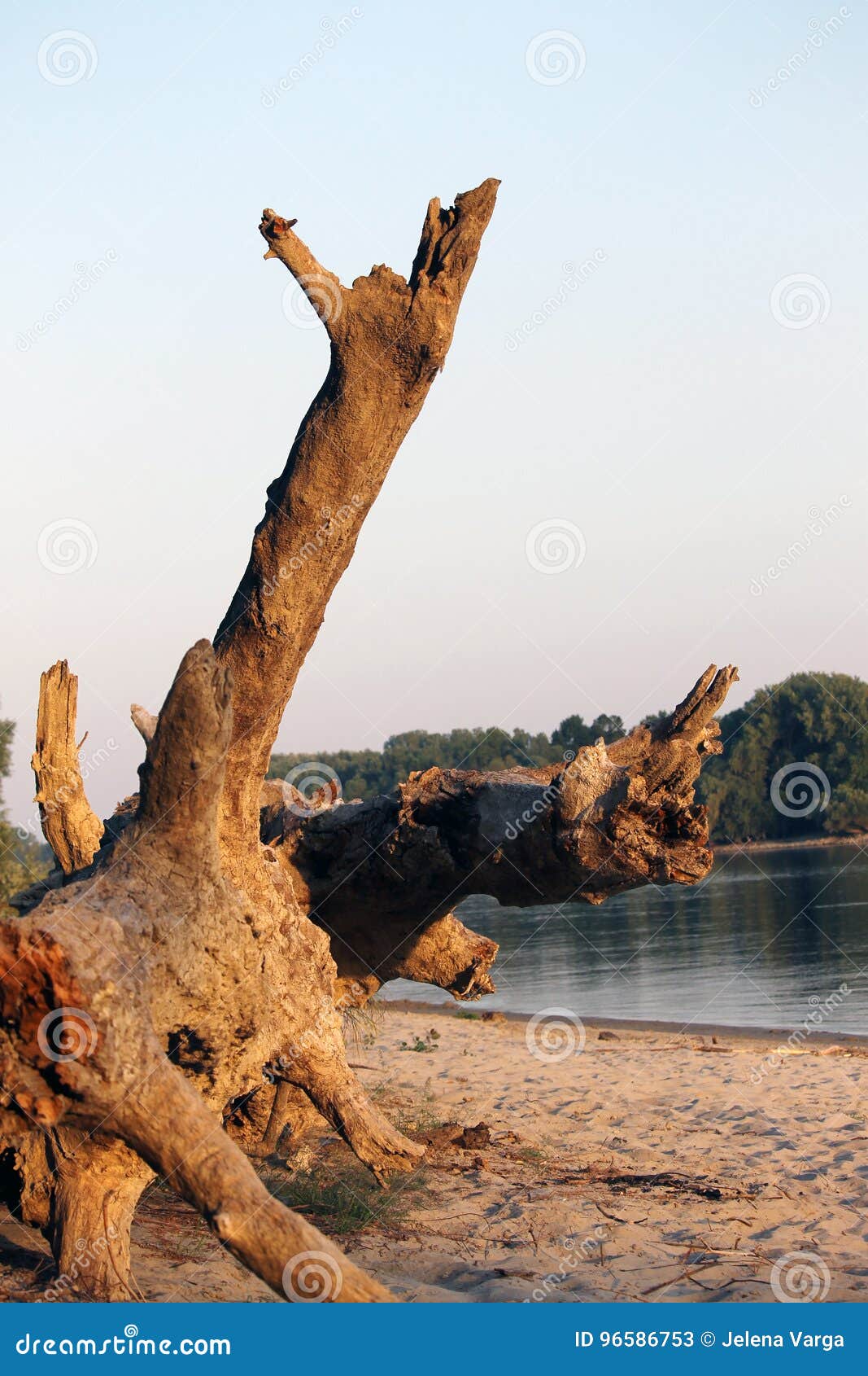 Fallen tree stock image. Image of nature, sand, summer - 96586753