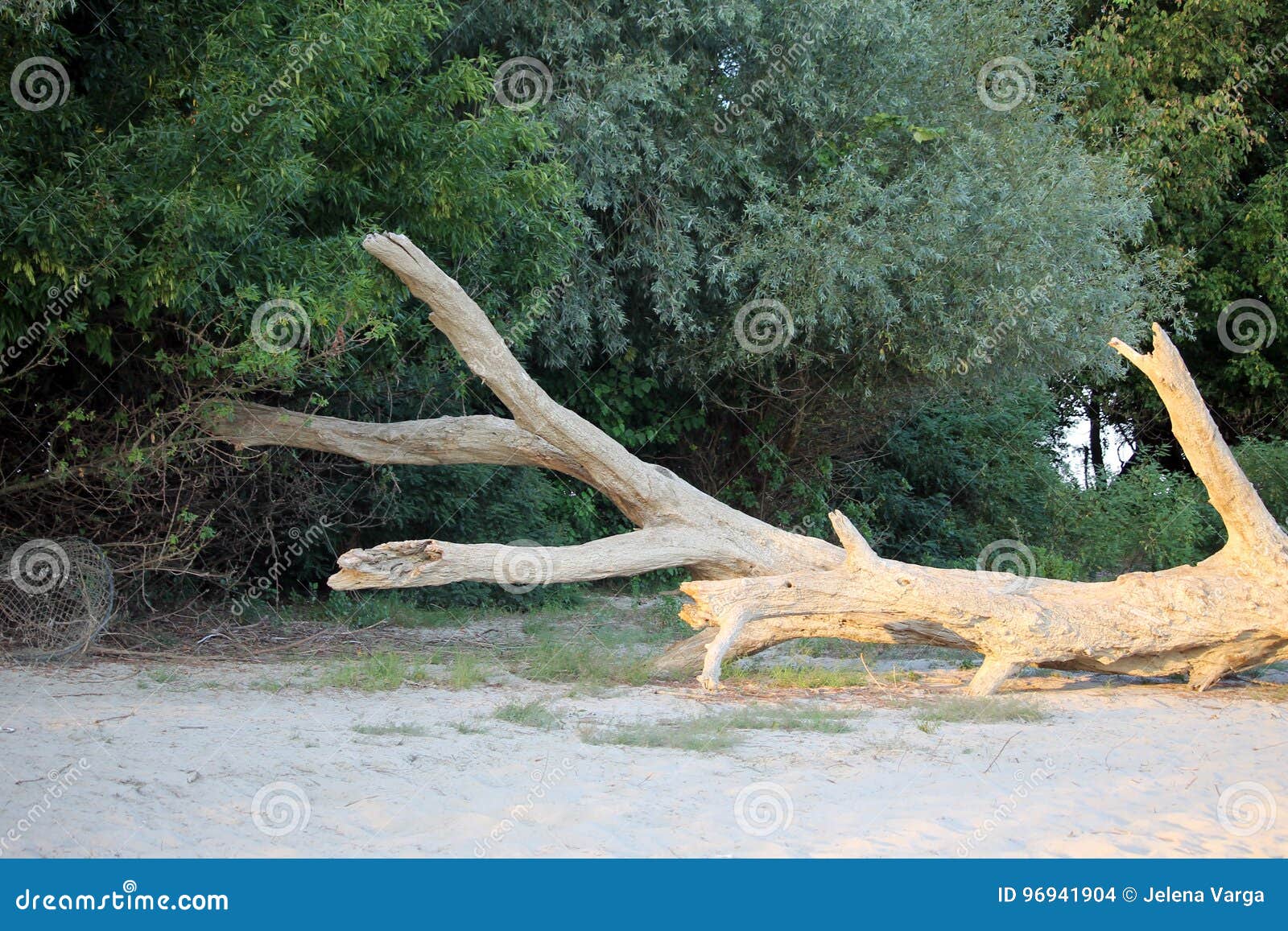 Fallen tree stock photo. Image of green, sand, fall, river - 96941904