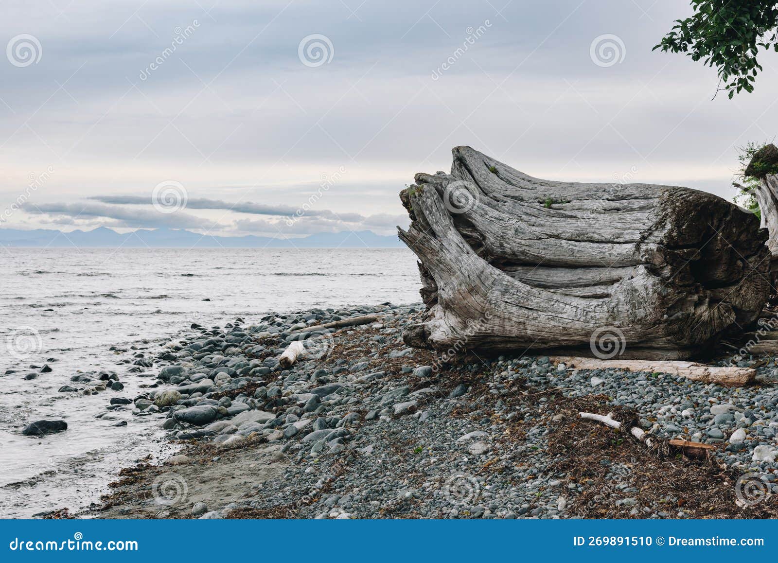 Fallen tree on a beach stock photo. Image of beach, natural - 269891510