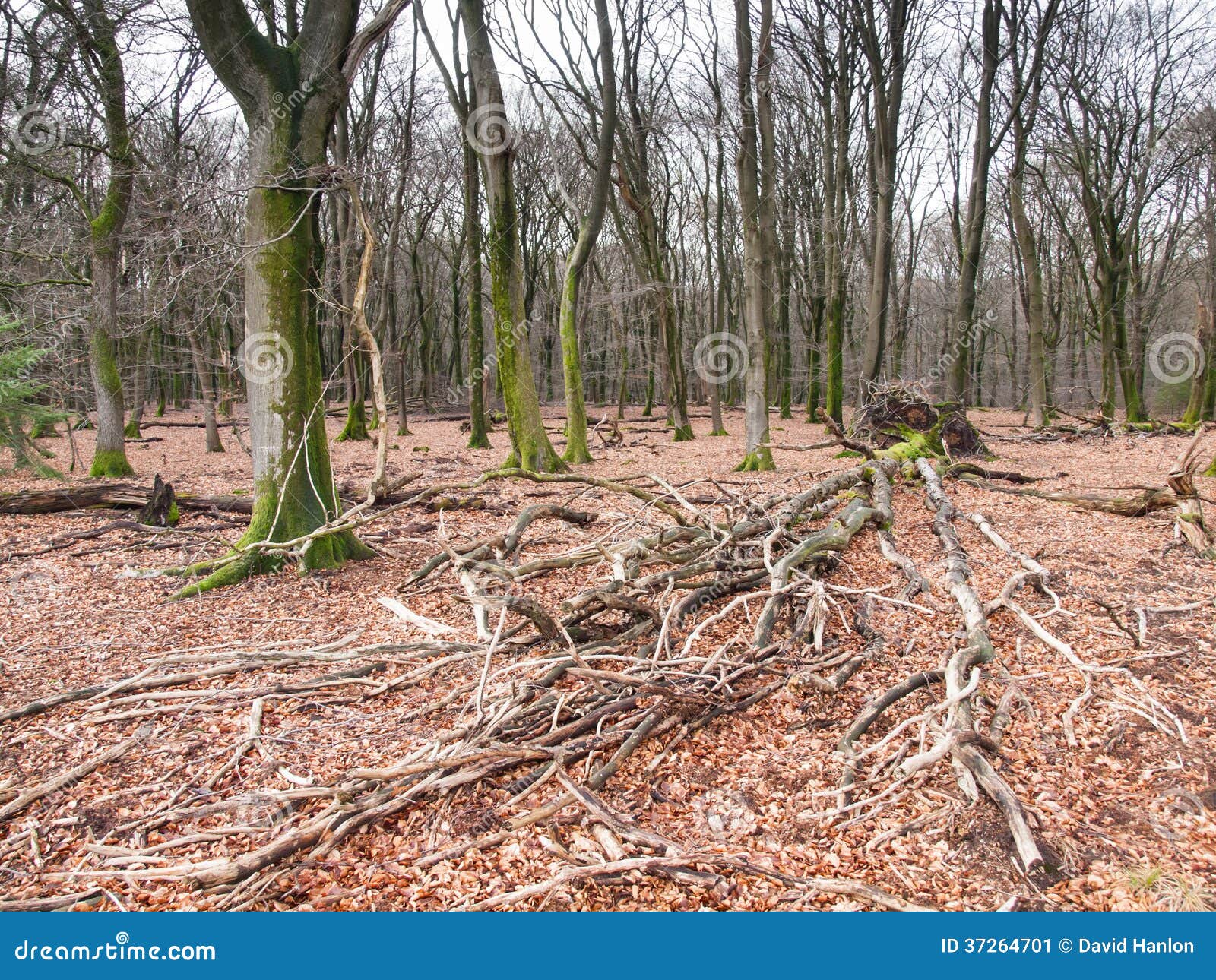 Fallen tree in beach woods stock image. Image of natural - 37264701