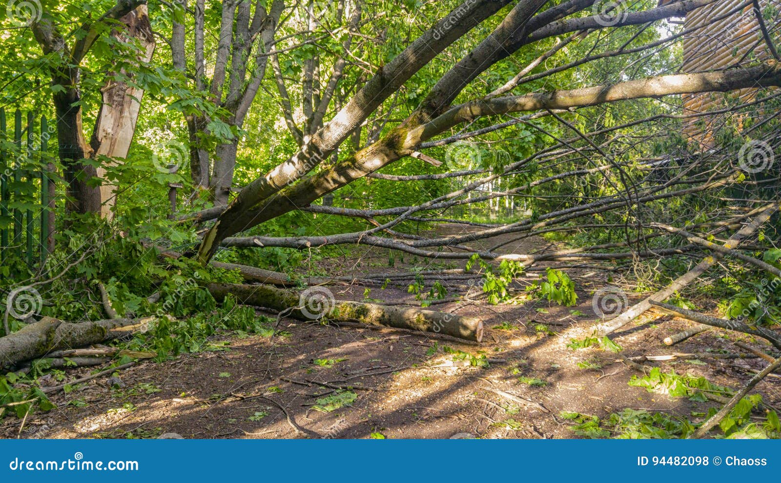 Fallen tree stock photo. Image of stormy, hurricane, country - 94482098