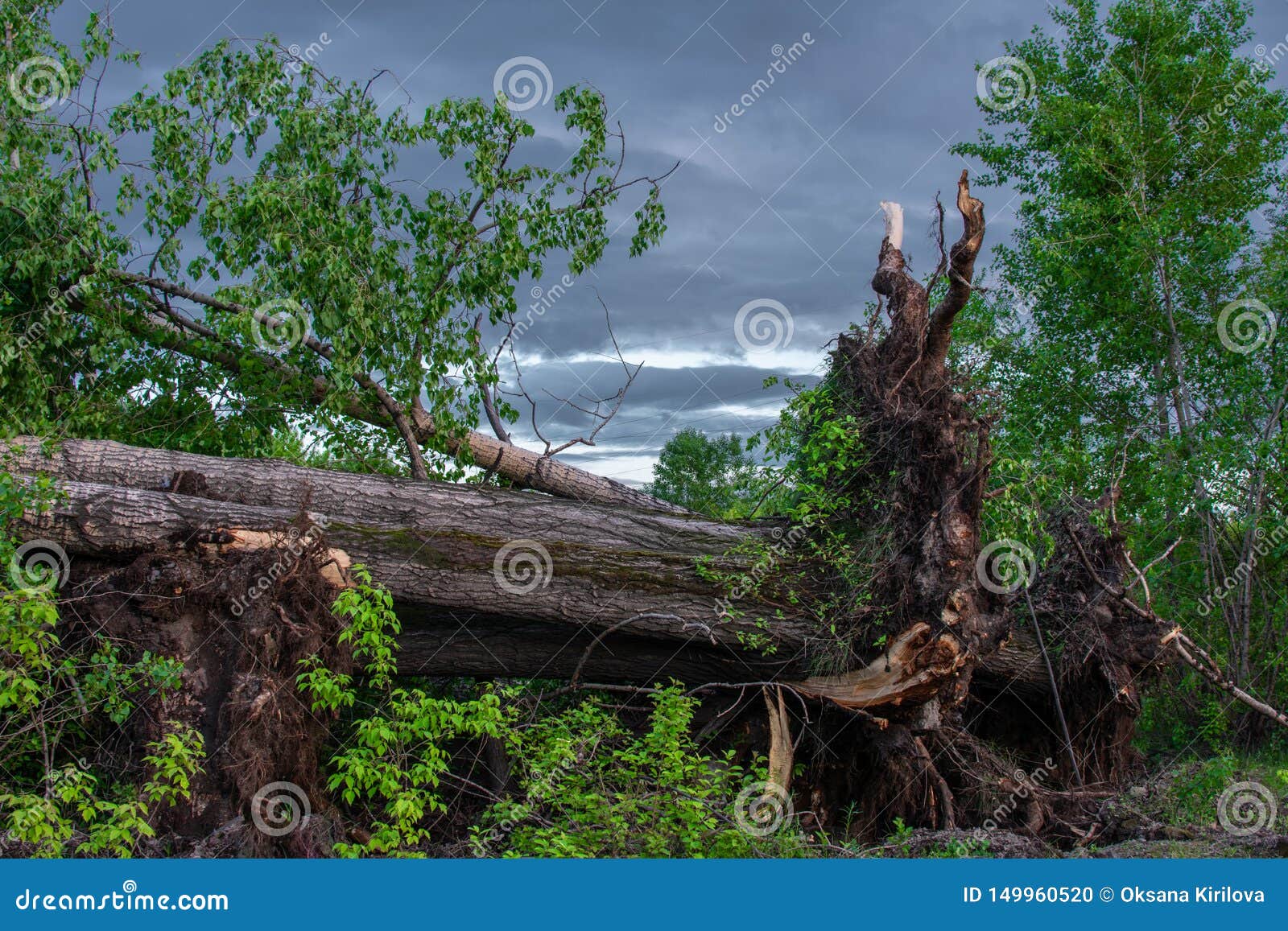 Fallen tree with big roots stock photo. Image of house - 149960520