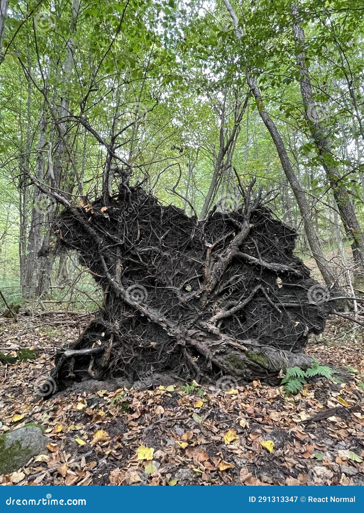 Fallen tree and big roots stock image. Image of leaf - 291313347